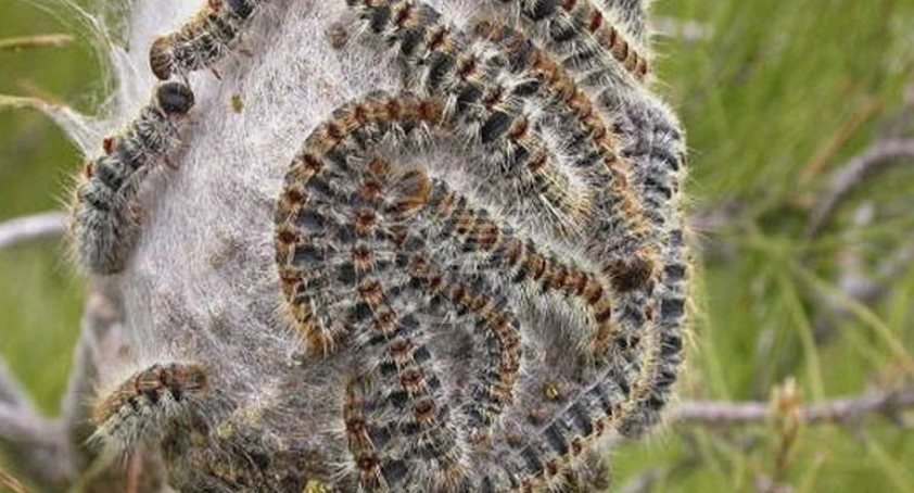 Lotta alla processionaria: completata la rimozione delle sacche dalle ...